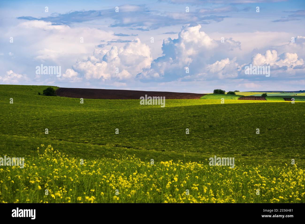 Spring evening view with rapeseed yellow blooming fields in sunlight ...