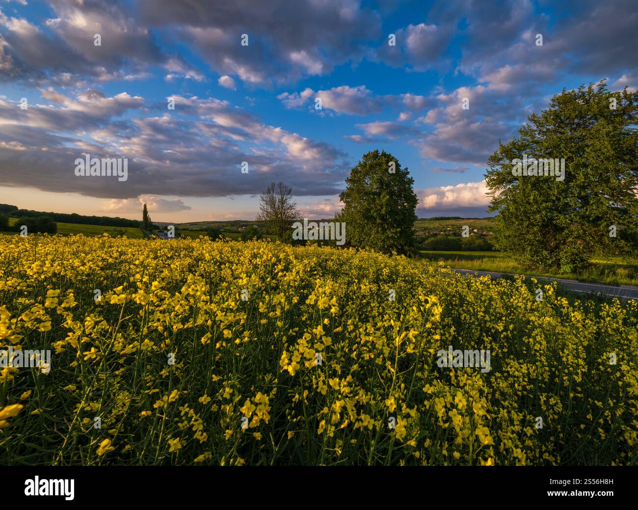 Spring sunset rapeseed yellow blooming fields view, blue sky with ...