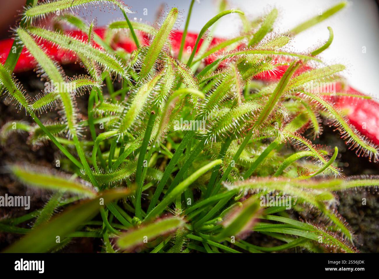 Sundews carnivorous plant drosera capensis close up view sundews hi-res ...