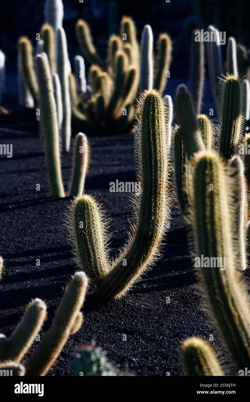 the Cactus Garden in the village of Guatiza on the Island of Lanzarote ...