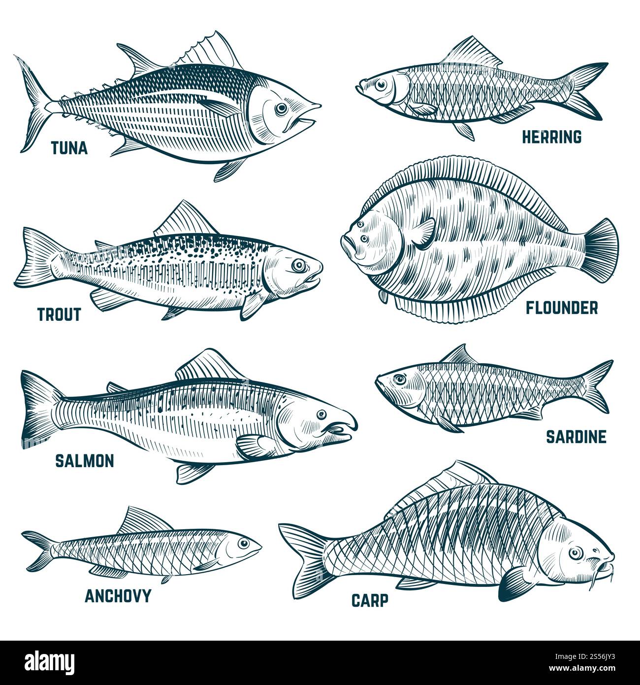 Sketch fishes. Trout and carp, tuna and herring, flounder and anchovy ...
