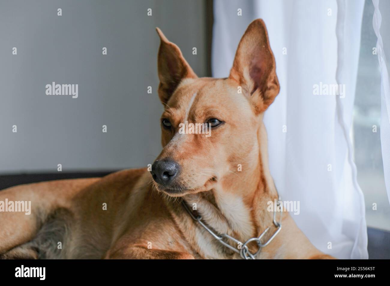 Funny adorable brown dog hi-res stock photography and images - Alamy