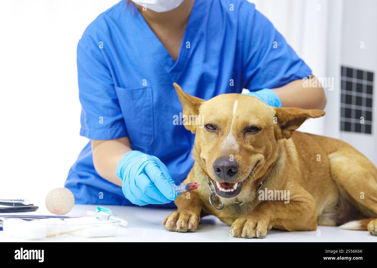 Dog on examination table of veterinarian clinic. Veterinary care. Vet ...