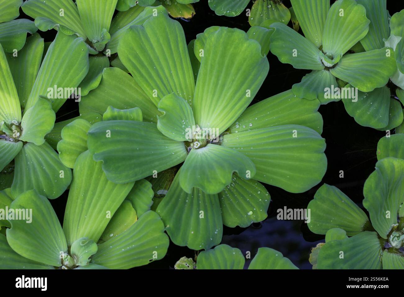 aquatic plants kapu-kapu or apu-apu Stock Photo - Alamy