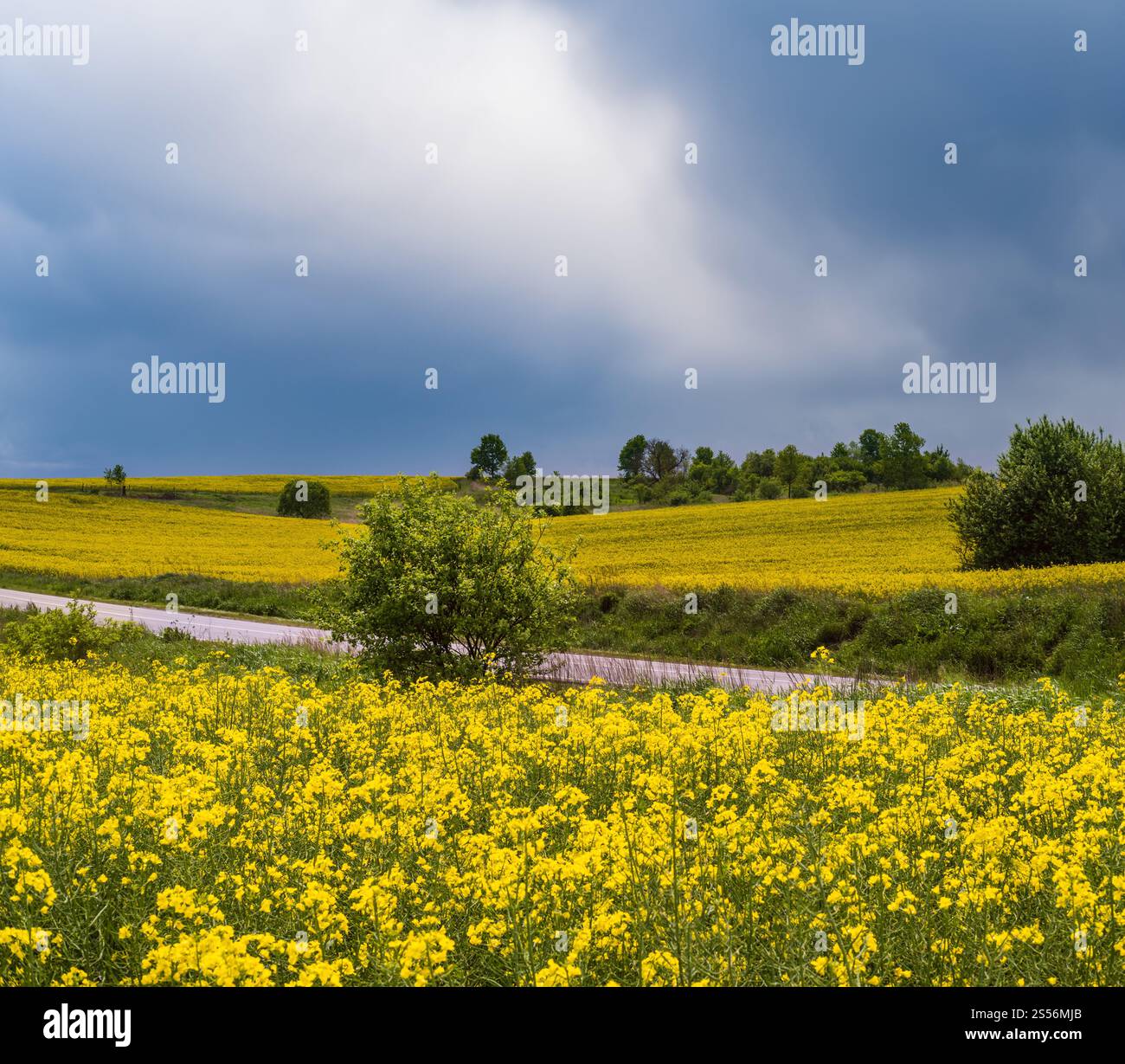 Road through spring rapeseed yellow blooming fields panoramic view, sky ...