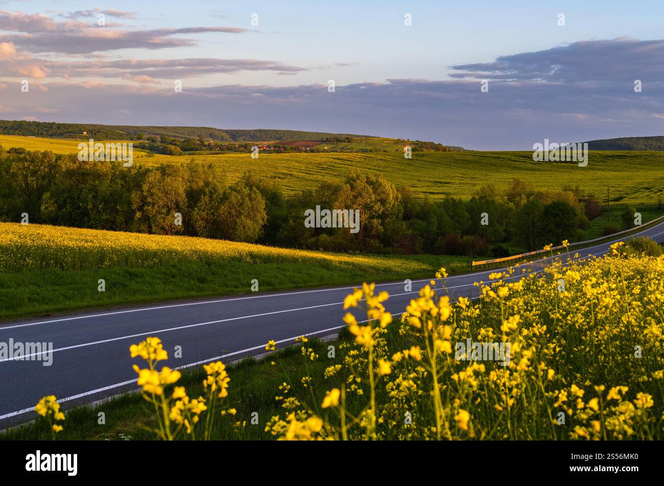 Road through spring evening rapeseed yellow blooming fields, sky with ...