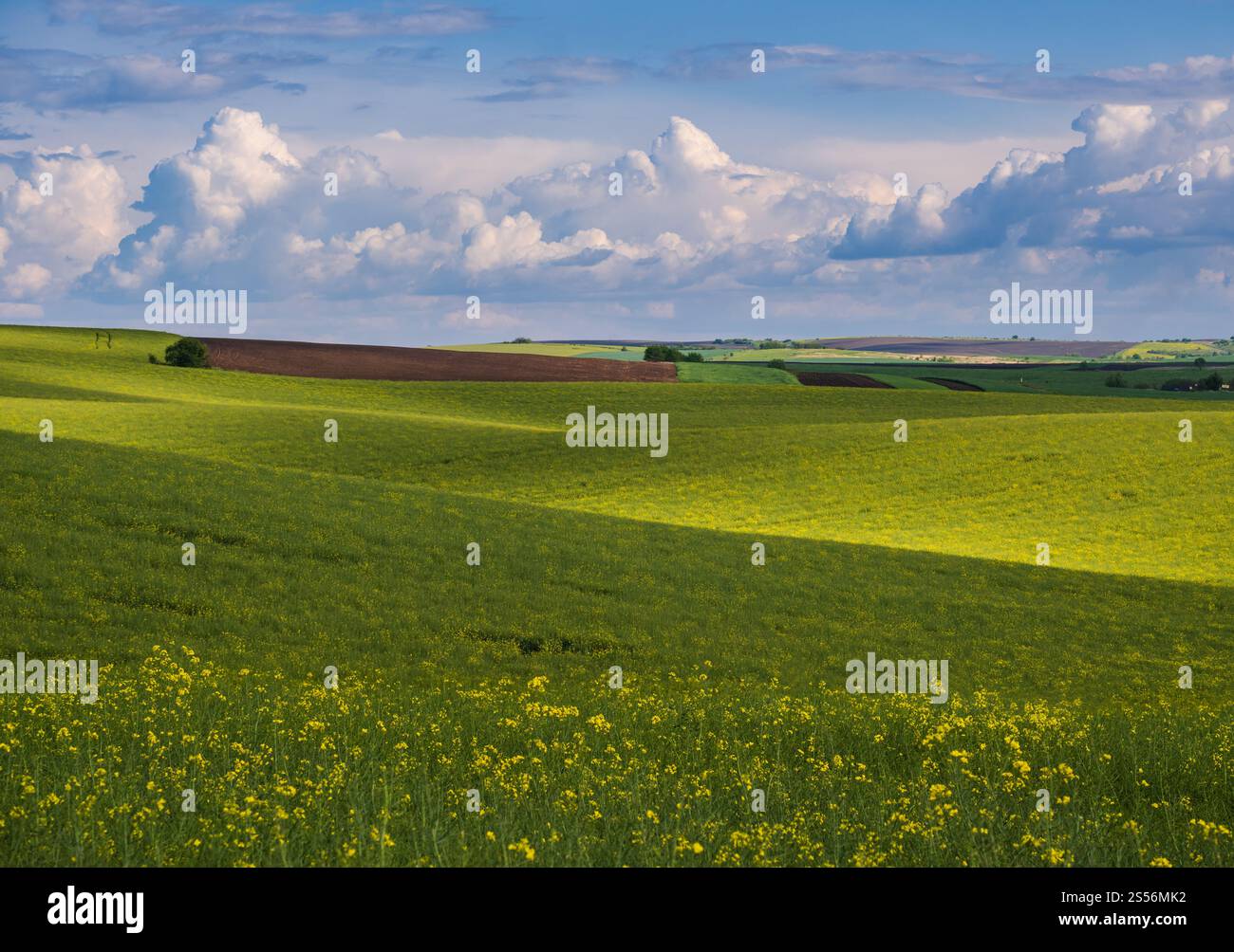 Spring evening view with rapeseed yellow blooming fields in sunlight ...