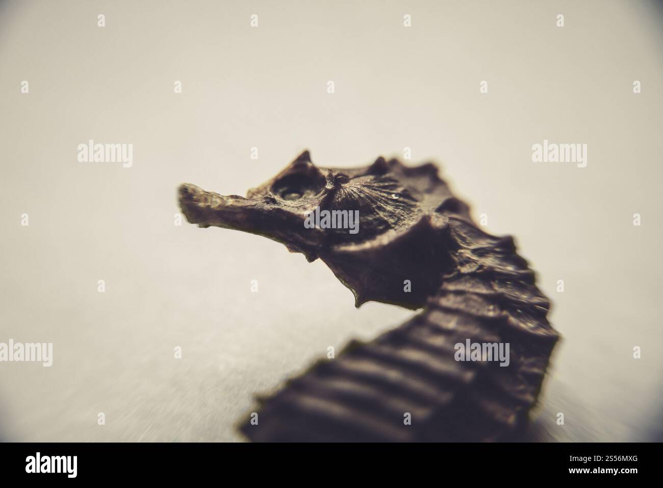 Dry seahorse closeup view on a white background. Dry seahorse closeup ...