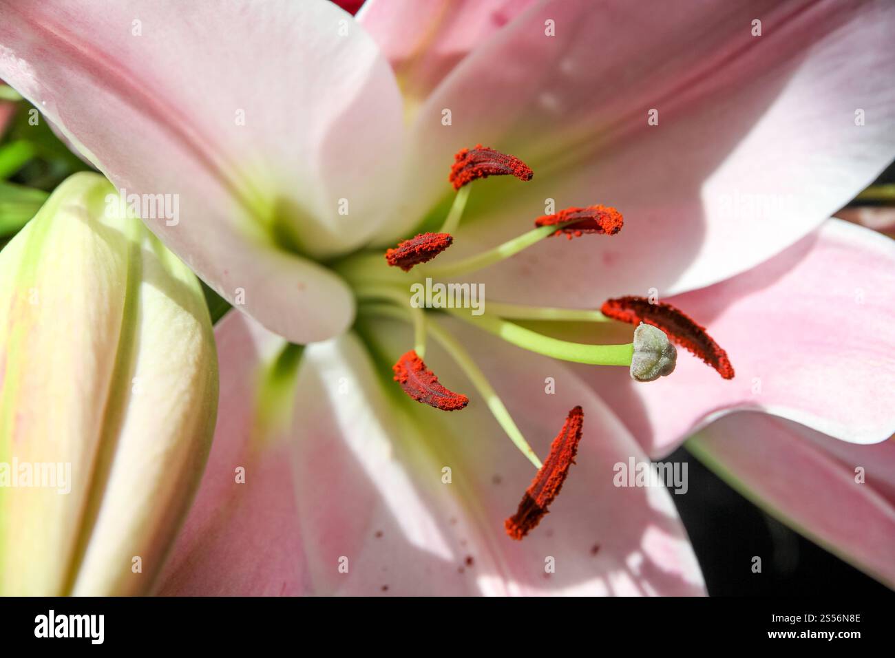Lily flower macro view. Colorful background wallpaper. Lily flower ...