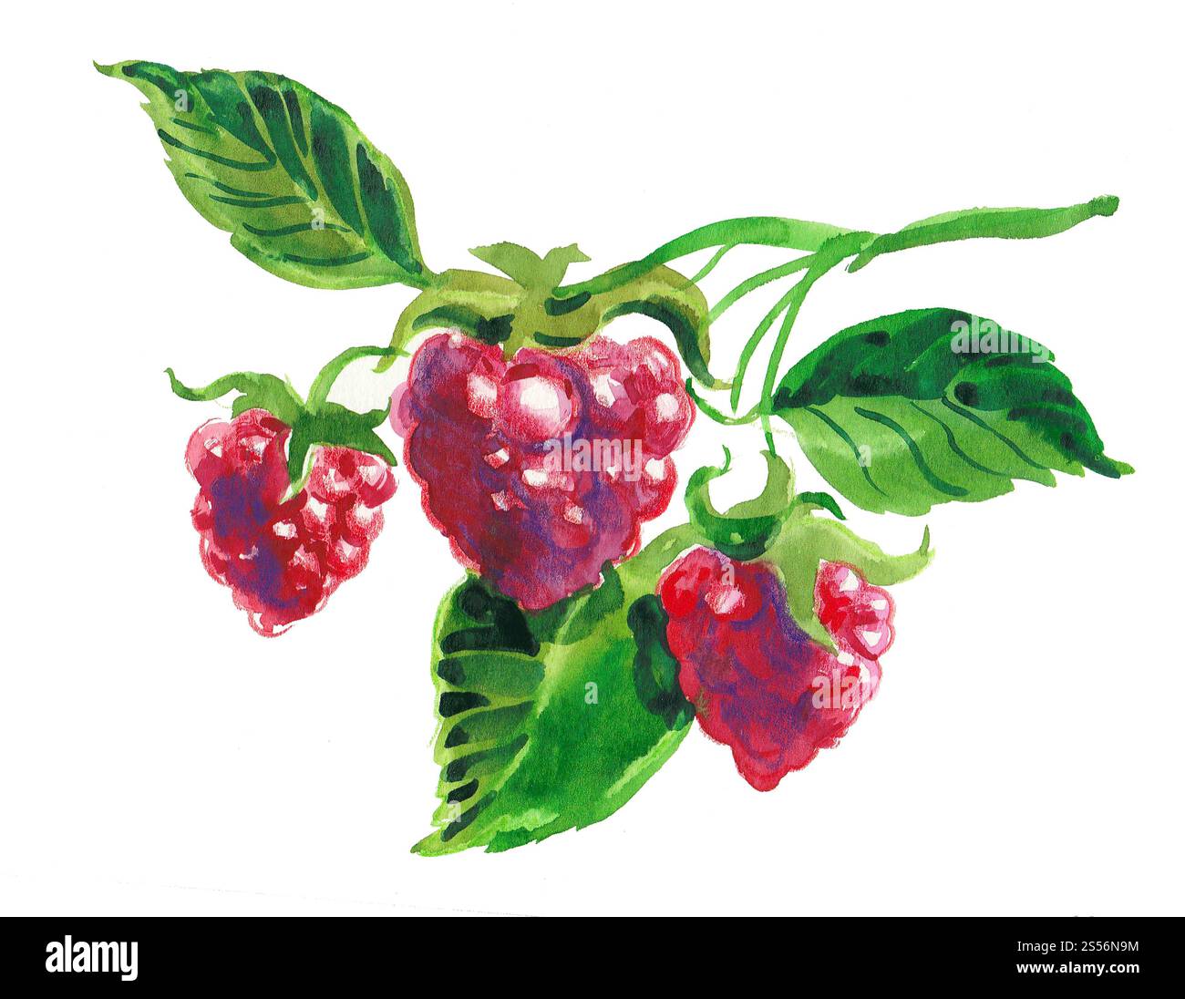 Watercolour hand drawn sketch of a raspberry Stock Photo - Alamy