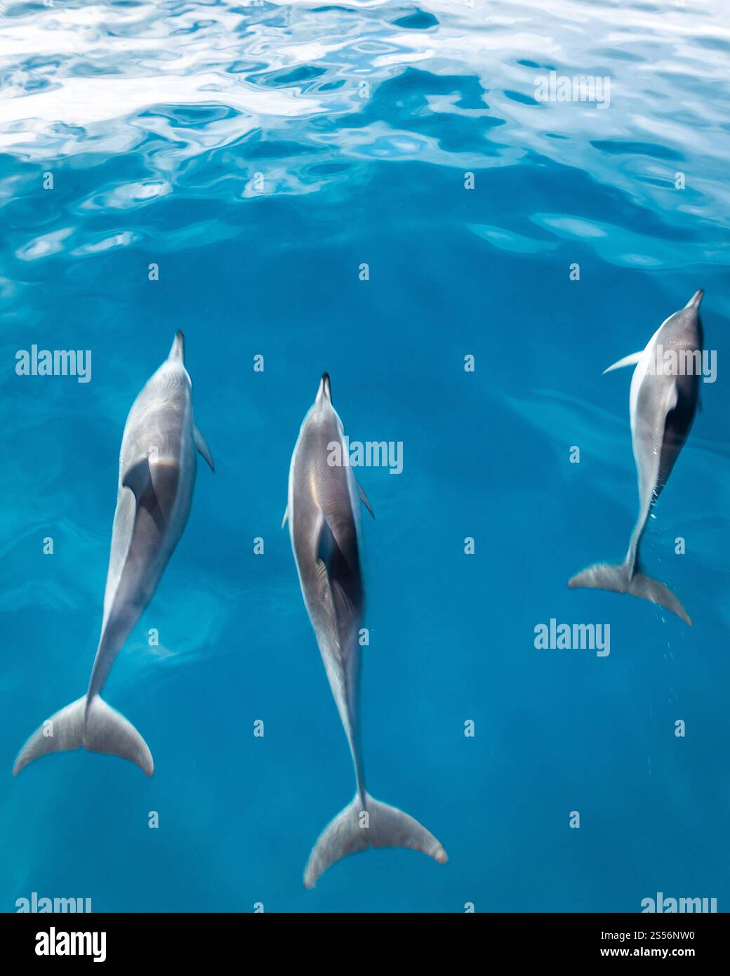A pod of dolphins gracefully swim through the clear blue water in the Pacific ocean off the ...