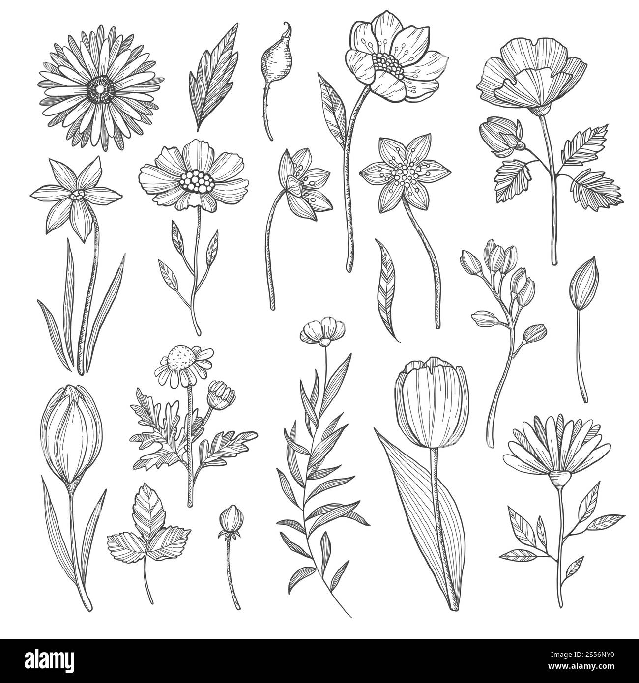 Hand drawn plants hi-res stock photography and images - Alamy