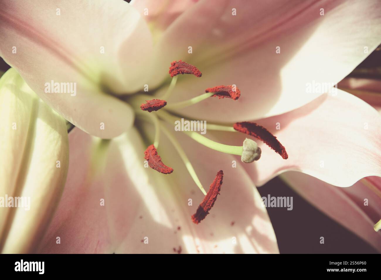 Lily flower macro view. Colorful background wallpaper. Lily flower ...