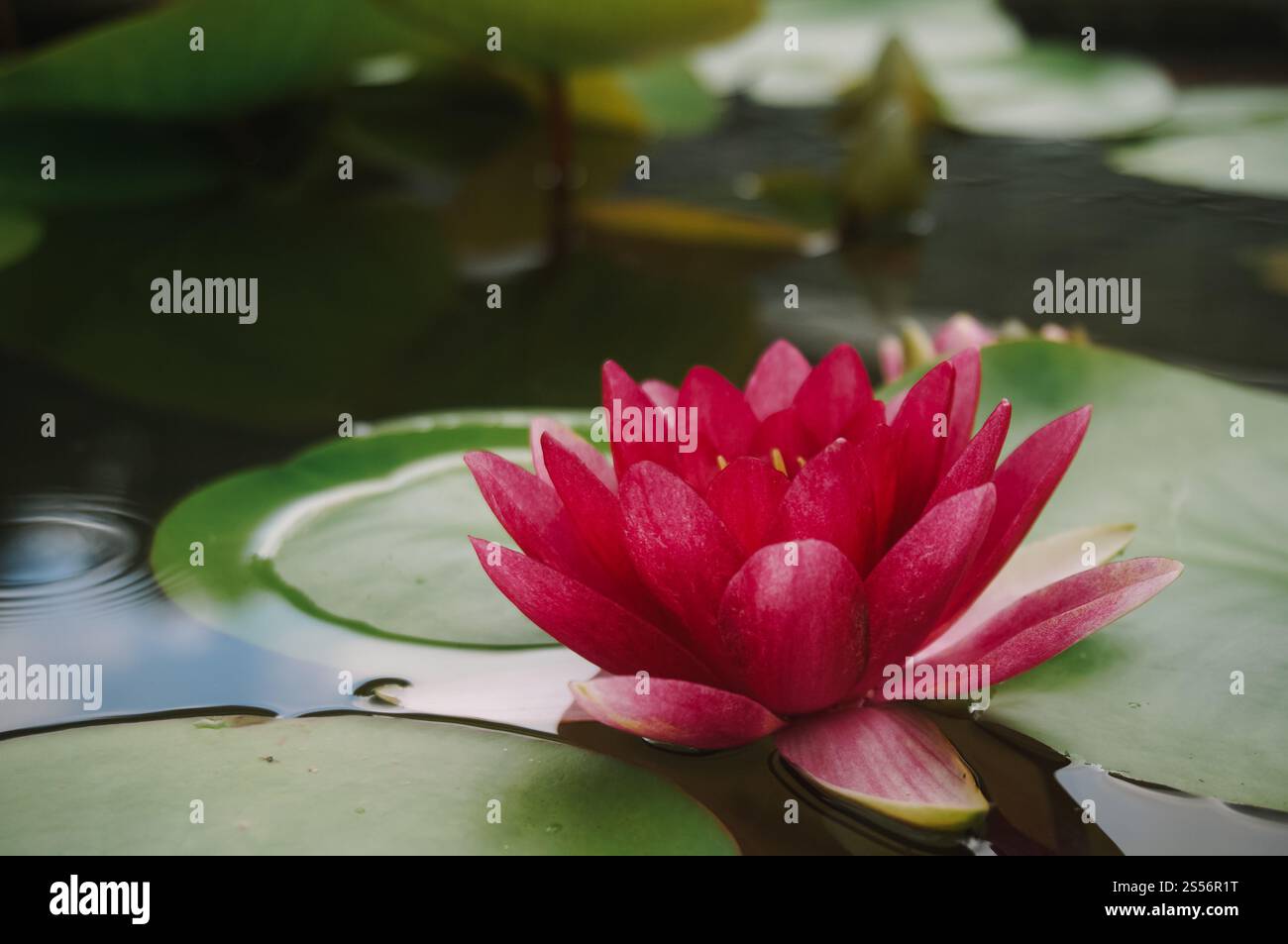 Lotus flower in garden. Beautiful nature pink budding lotus flowers and ...