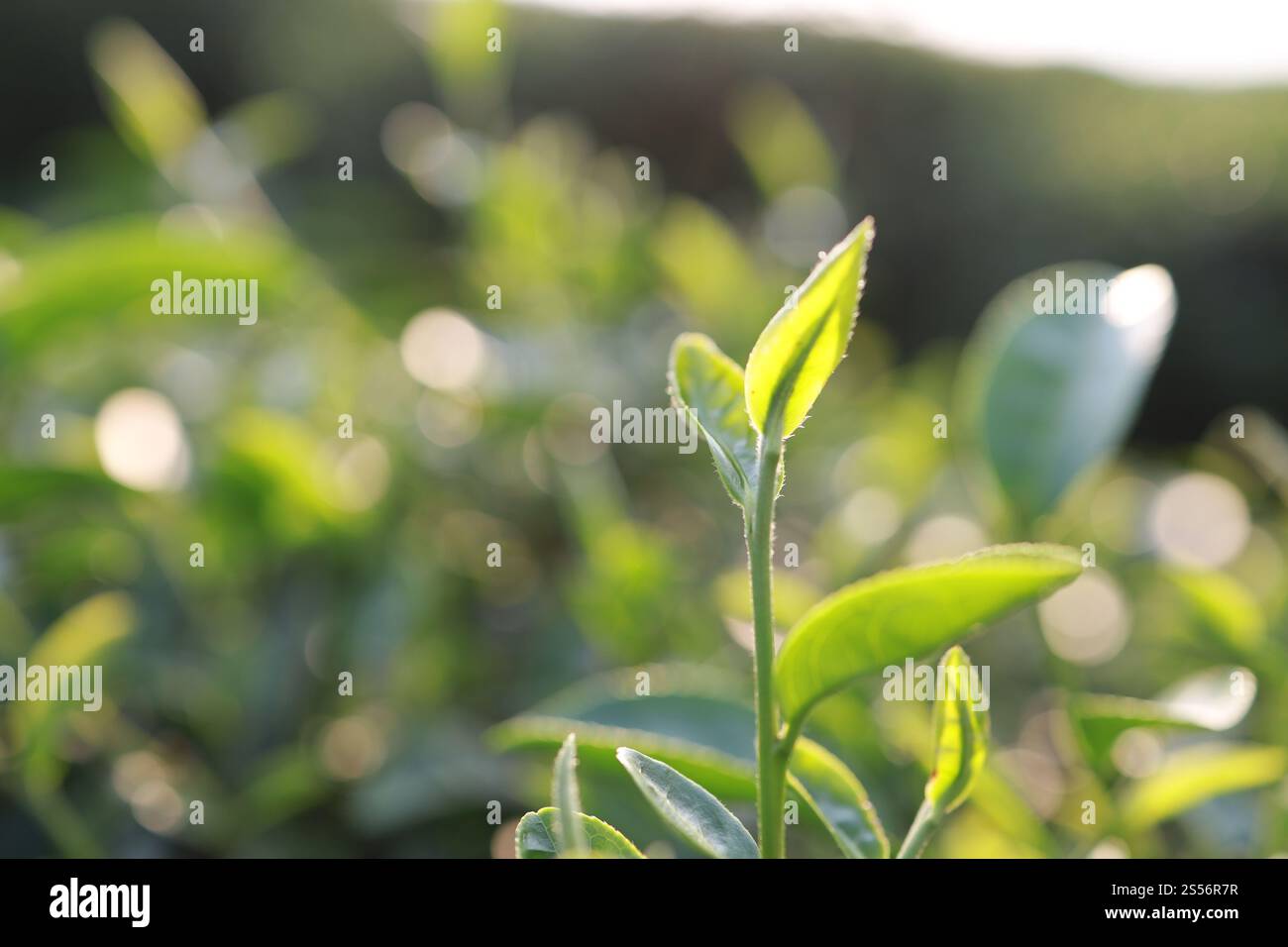 Green tea leaves in a tea plantation Closeup, Green leaf Top of Green ...