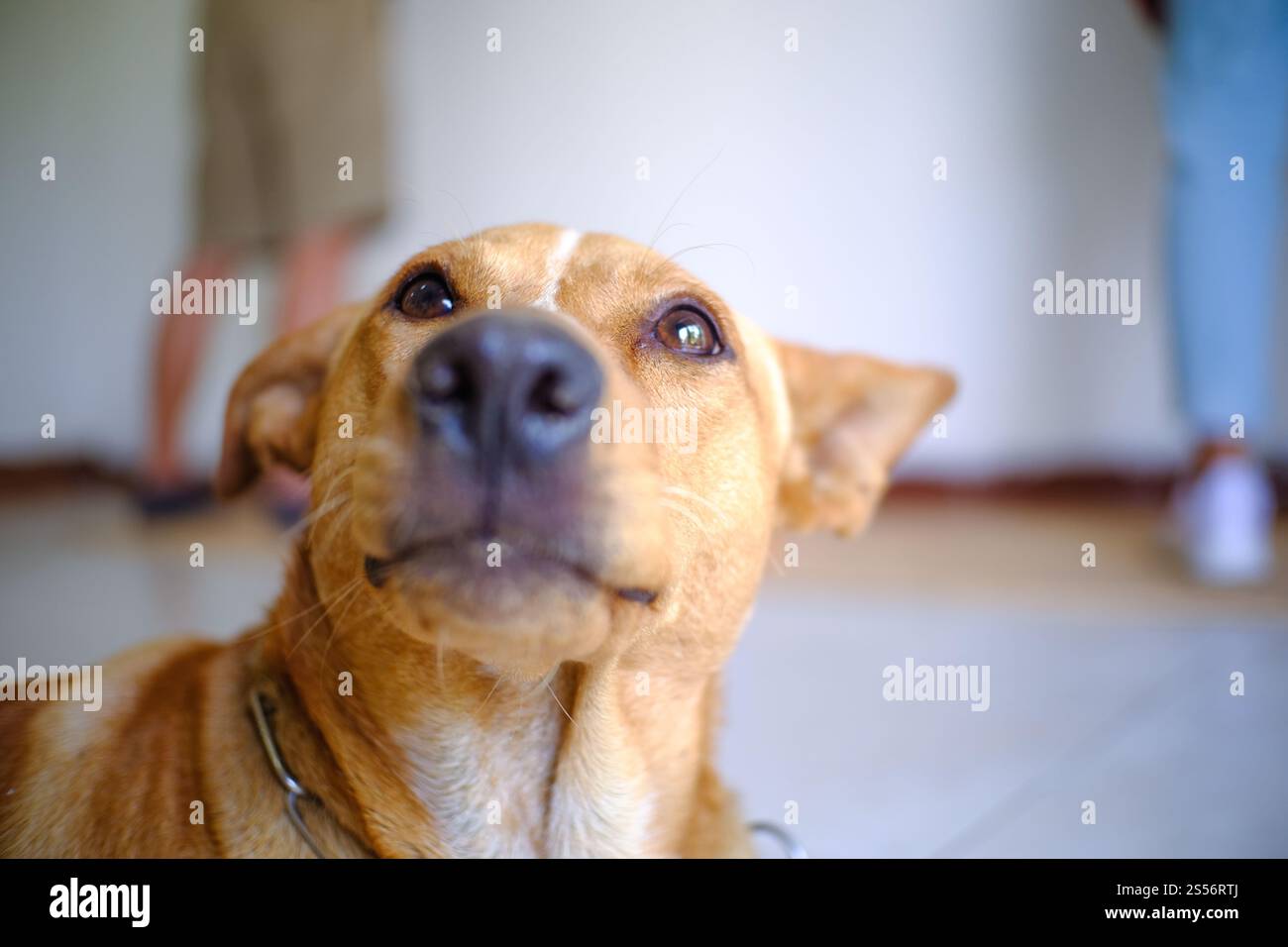 Small smile hi-res stock photography and images - Alamy