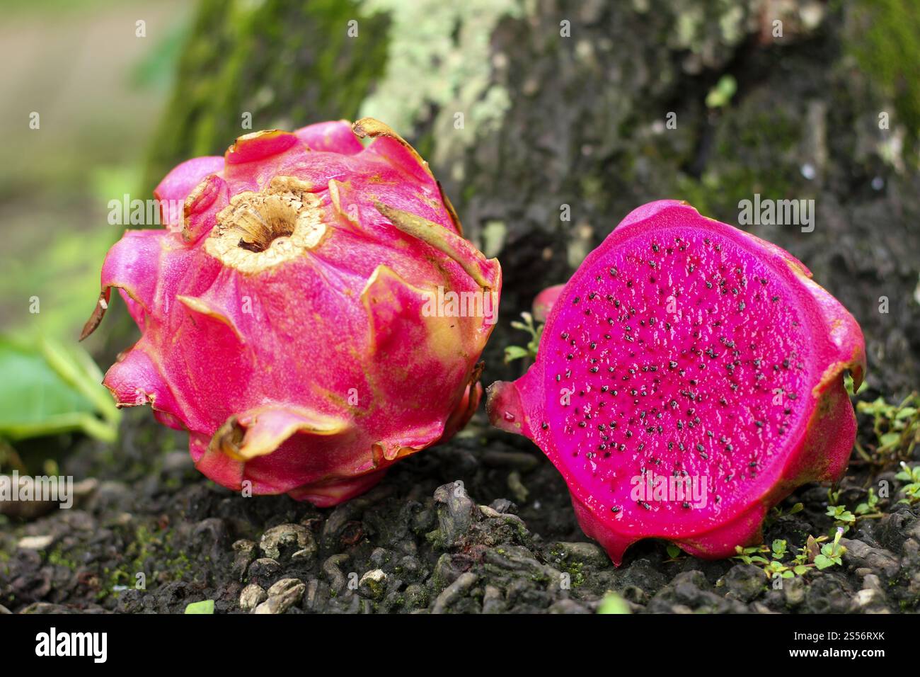 Dragon fruit on green hi-res stock photography and images - Alamy
