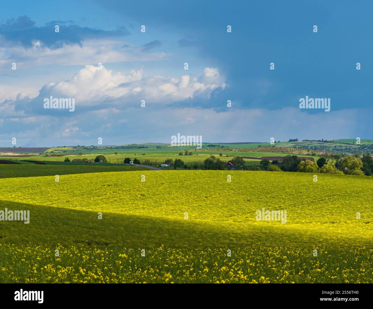 Spring evening view with rapeseed yellow blooming fields in sunlight ...
