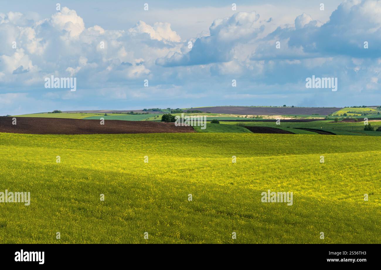 Spring evening view with rapeseed yellow blooming fields in sunlight ...