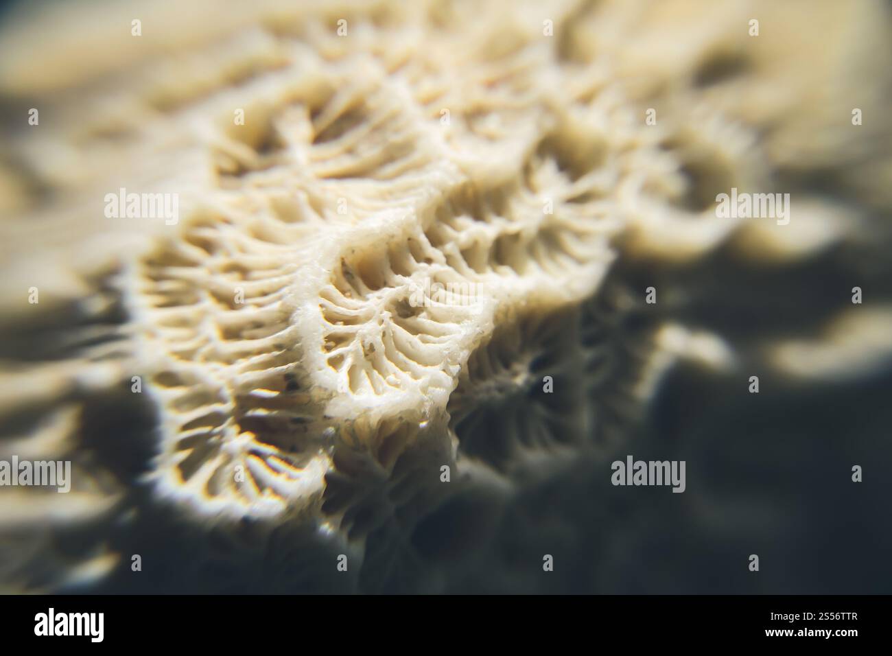 Dry white coral texture macro view. Wallpaper background. Dry coral ...