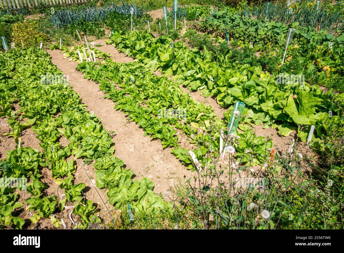Organic vegetable garden with rows of plantations. Organic vegetable ...