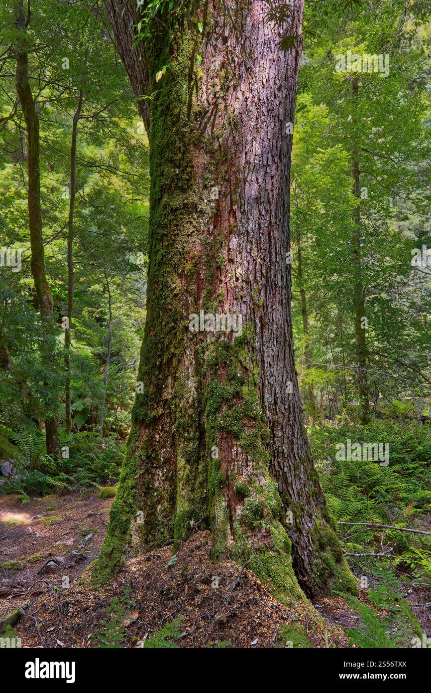 Old growth Myrtle Beech (Nothofagus cunninghamii) tree with ferns, moss, dappled light, Liffey ...