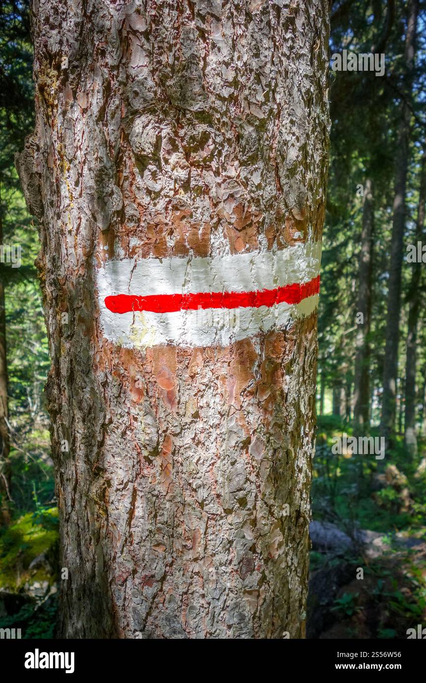 White and red mark on a tree trunk in pralognan forest, French alps ...