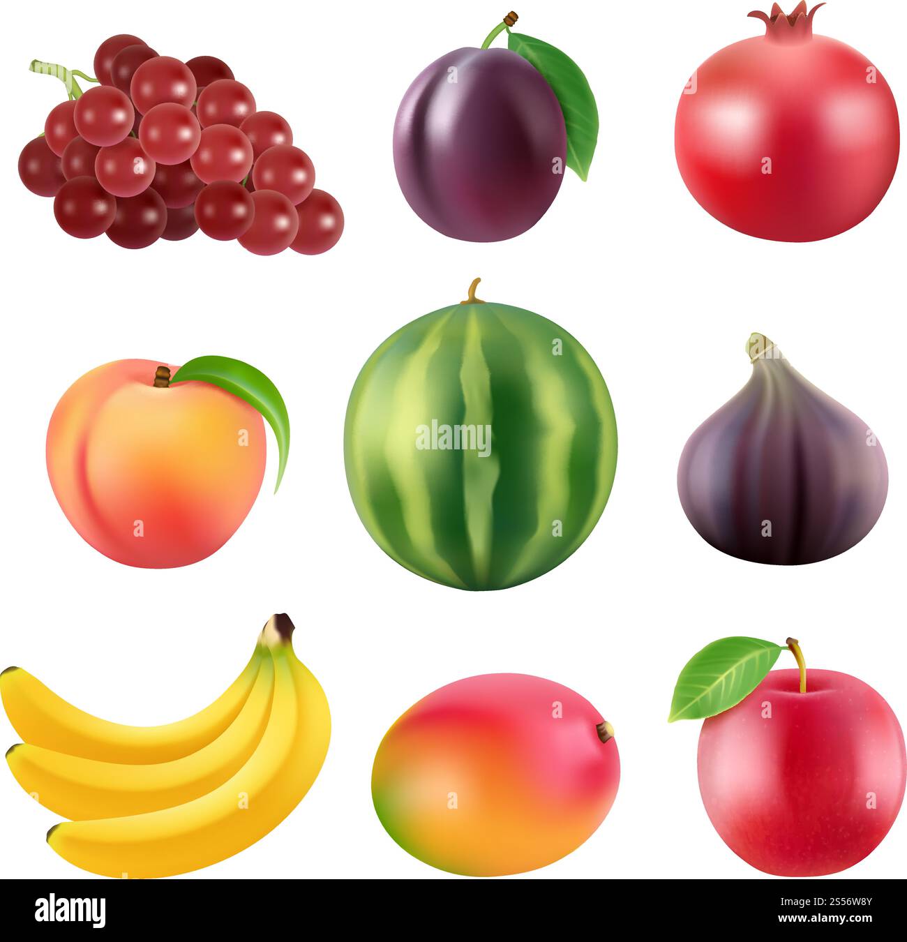 Realistic vector illustrations of various fruits. Grapes and figs, watermelon and mango ...