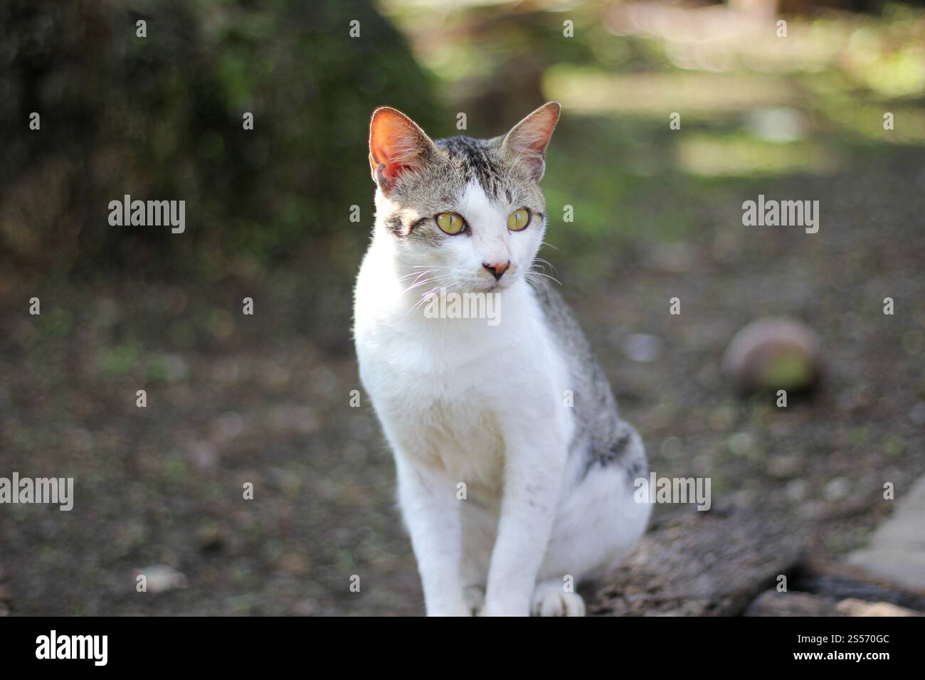 Pretty kitty hi-res stock photography and images - Alamy