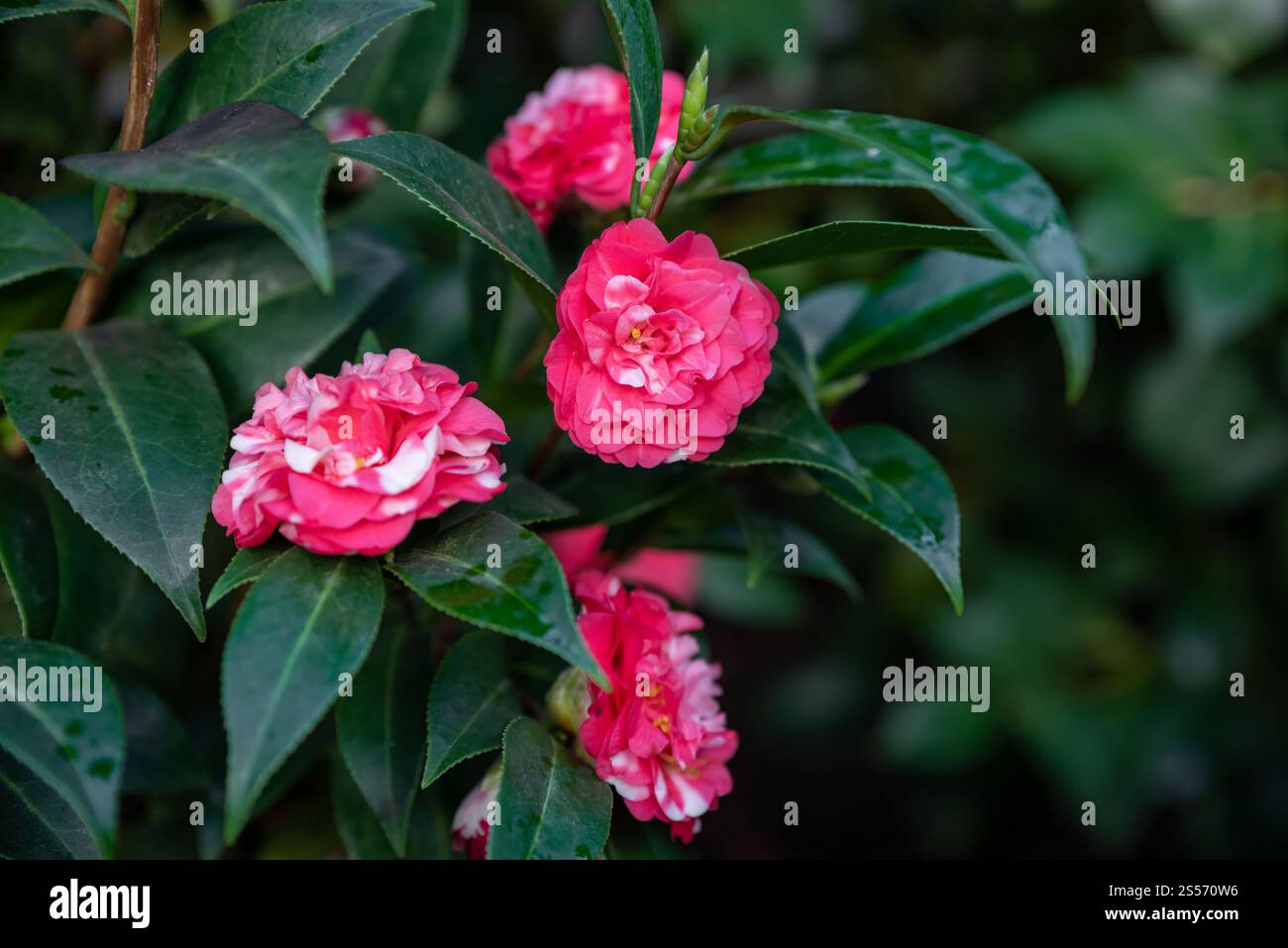 Lush camellia bush with red and white blooms, surrounded by shiny green ...