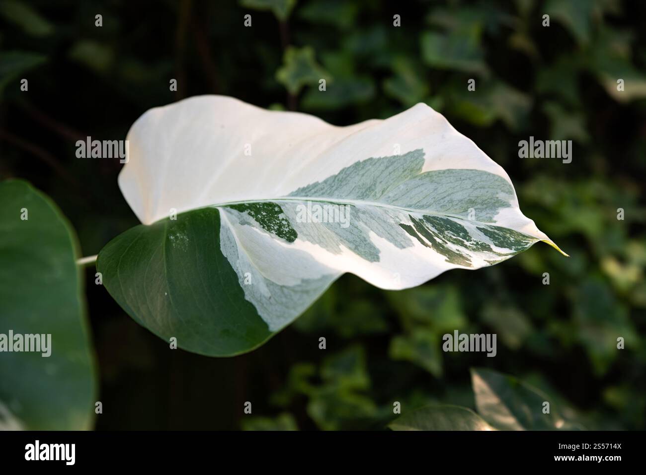 Lush green houseplant adds hi-res stock photography and images - Alamy