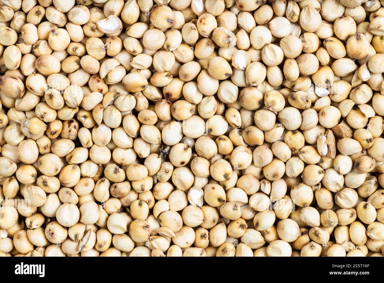 food background - many raw unpolished Sorghum grains close up Stock ...