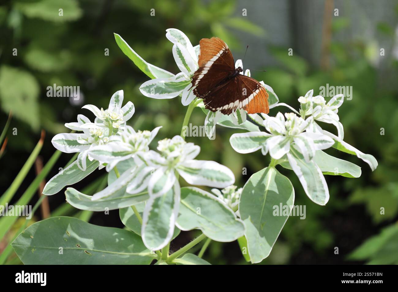 Butterfly on flowers of apricot hi-res stock photography and images - Alamy