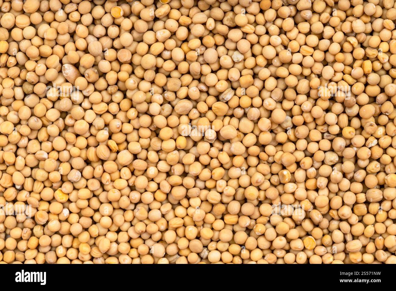 food background - white mustard seeds (sinapis alba) close up Stock ...
