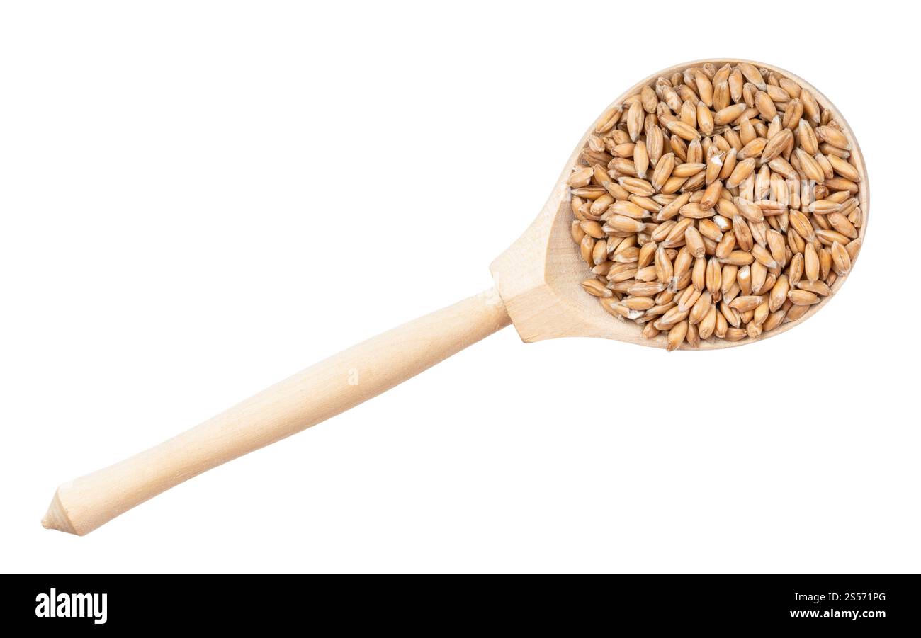 top view of spelt wheat grains in wood spoon isolated on white ...
