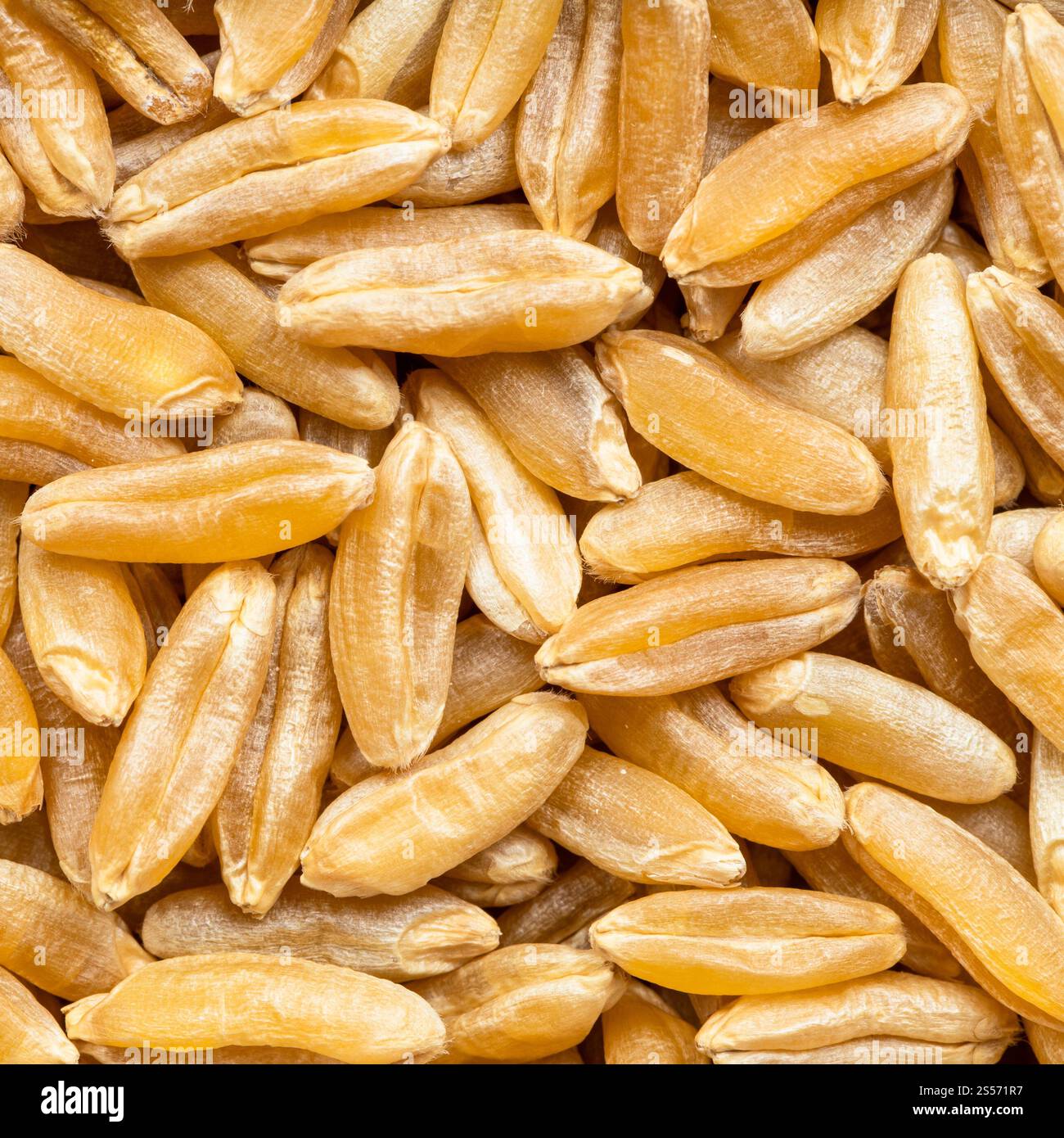 square food background - Kamut Khorasan wheat grains close up Stock ...