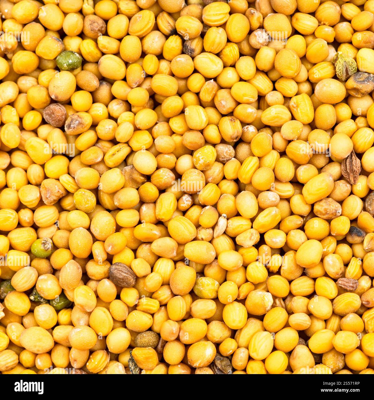 square food background - yellow seeds of Sinapis Alba mustard close up ...