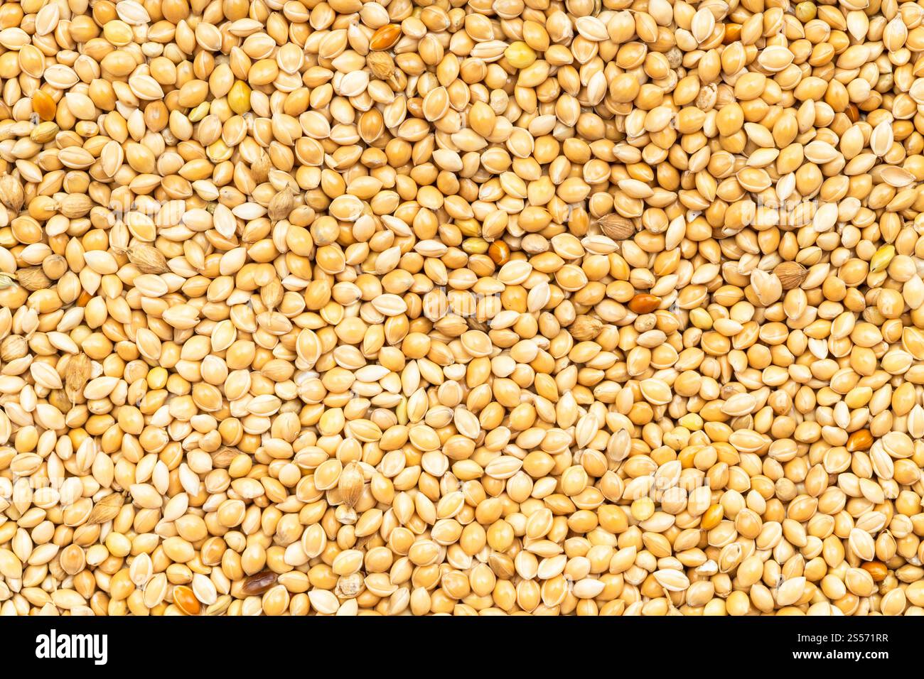 food background - unpolished yellow proso millet close up Stock Photo ...