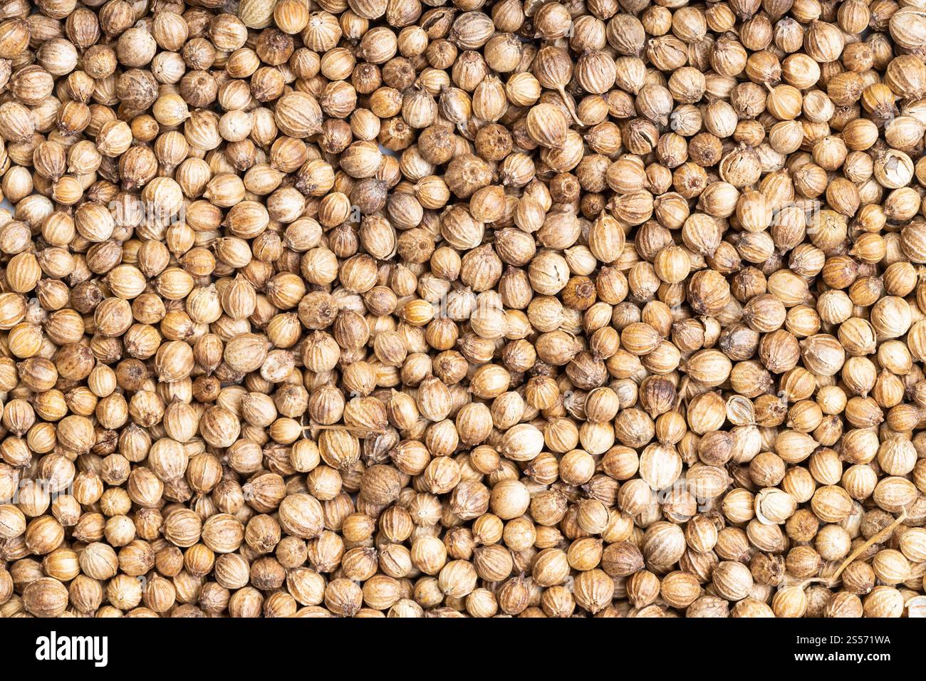 food background - many dried coriander seeds Stock Photo - Alamy
