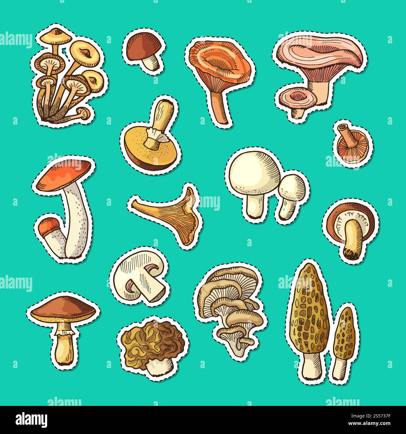 Vector hand drawn colored fresh mushrooms stickers of set illustration ...