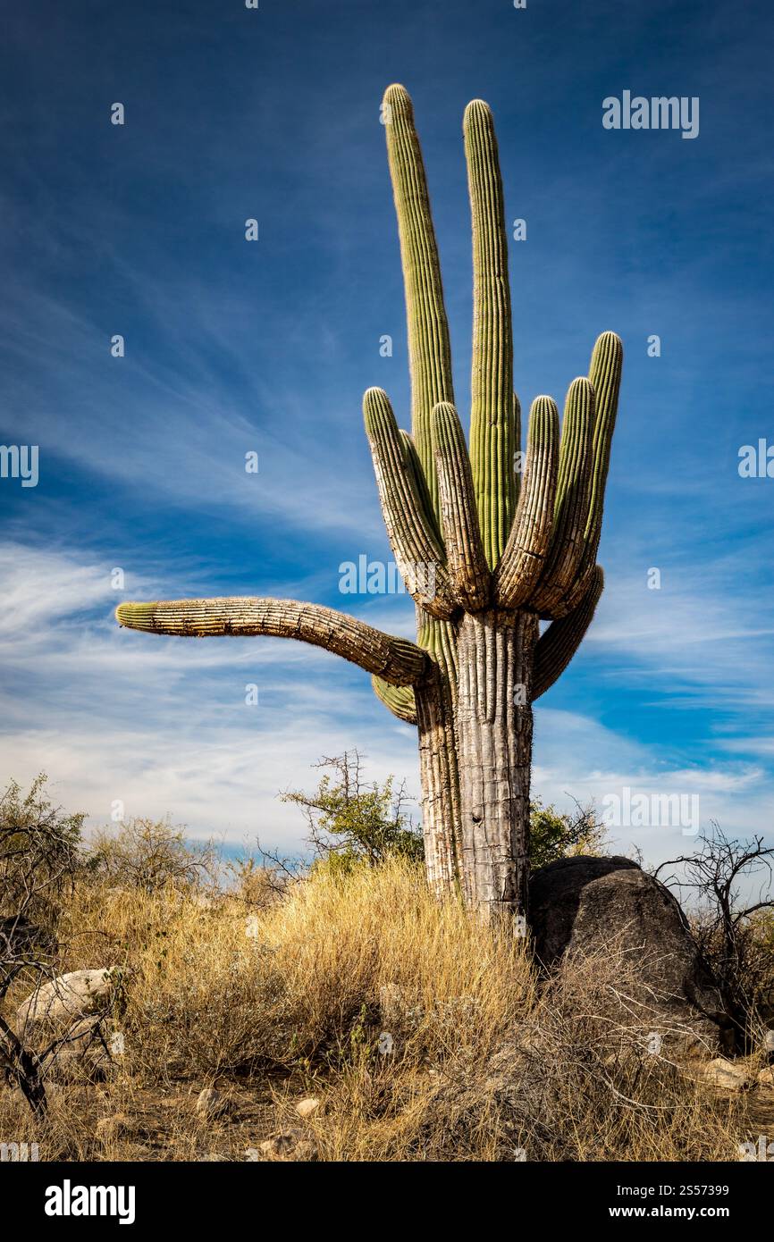 Explore the beauty of Alamo Canyon in Arizona, featuring a towering ...