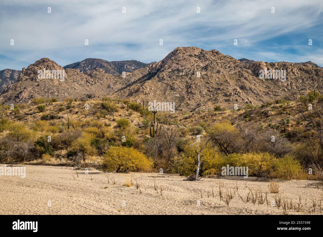 Explore the rugged mountains and iconic cacti of the Sonoran Desert in ...