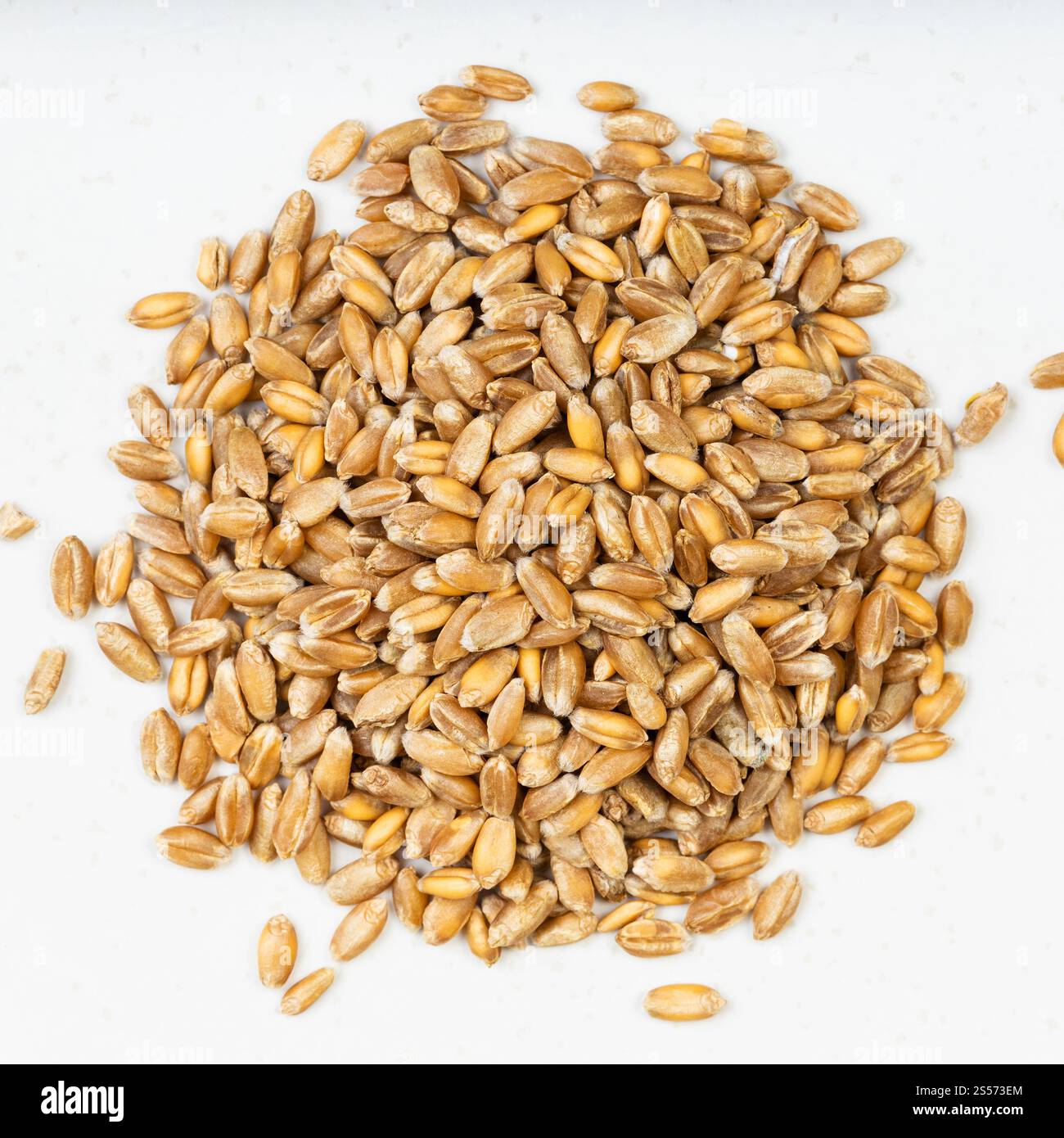 top view of pile of whole common wheat grains close up on gray ceramic ...