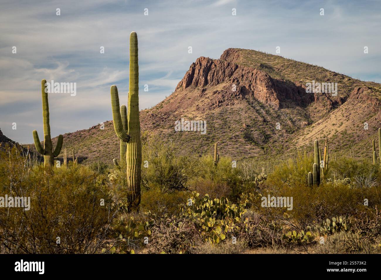 Explore the stunning desert landscape of Saguaro National Park. Majestic mountains and iconic ...