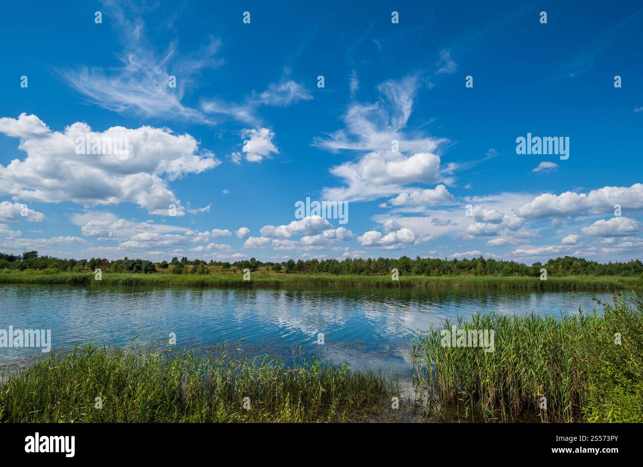 Summer scene forest small hi-res stock photography and images - Alamy