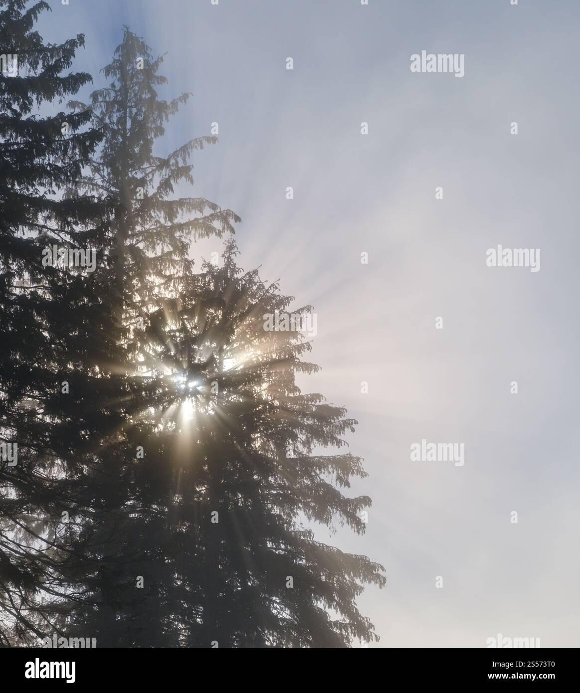 Morning sun rays through fir trees branches. Foggy autumn mountain ...