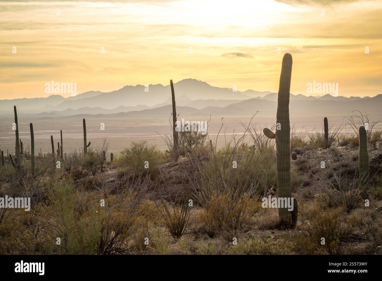 Journey through the stunning landscapes of Saguaro National Park during golden hour, surrounded ...