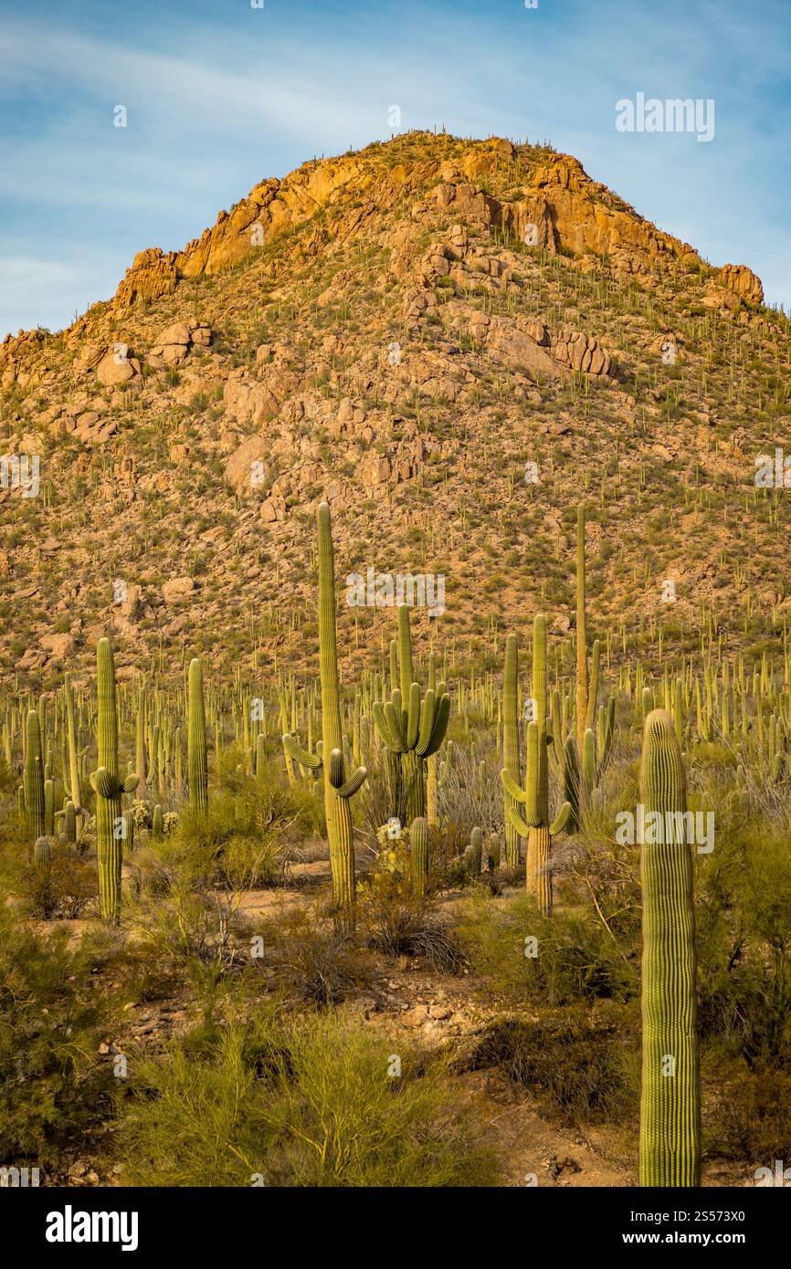 Explore the stunning landscape of Saguaro National Park with majestic mountains and iconic cacti ...