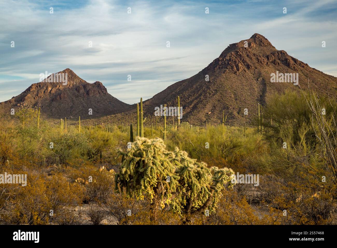 Explore the stunning landscape of Saguaro National Park with its iconic cacti, majestic ...