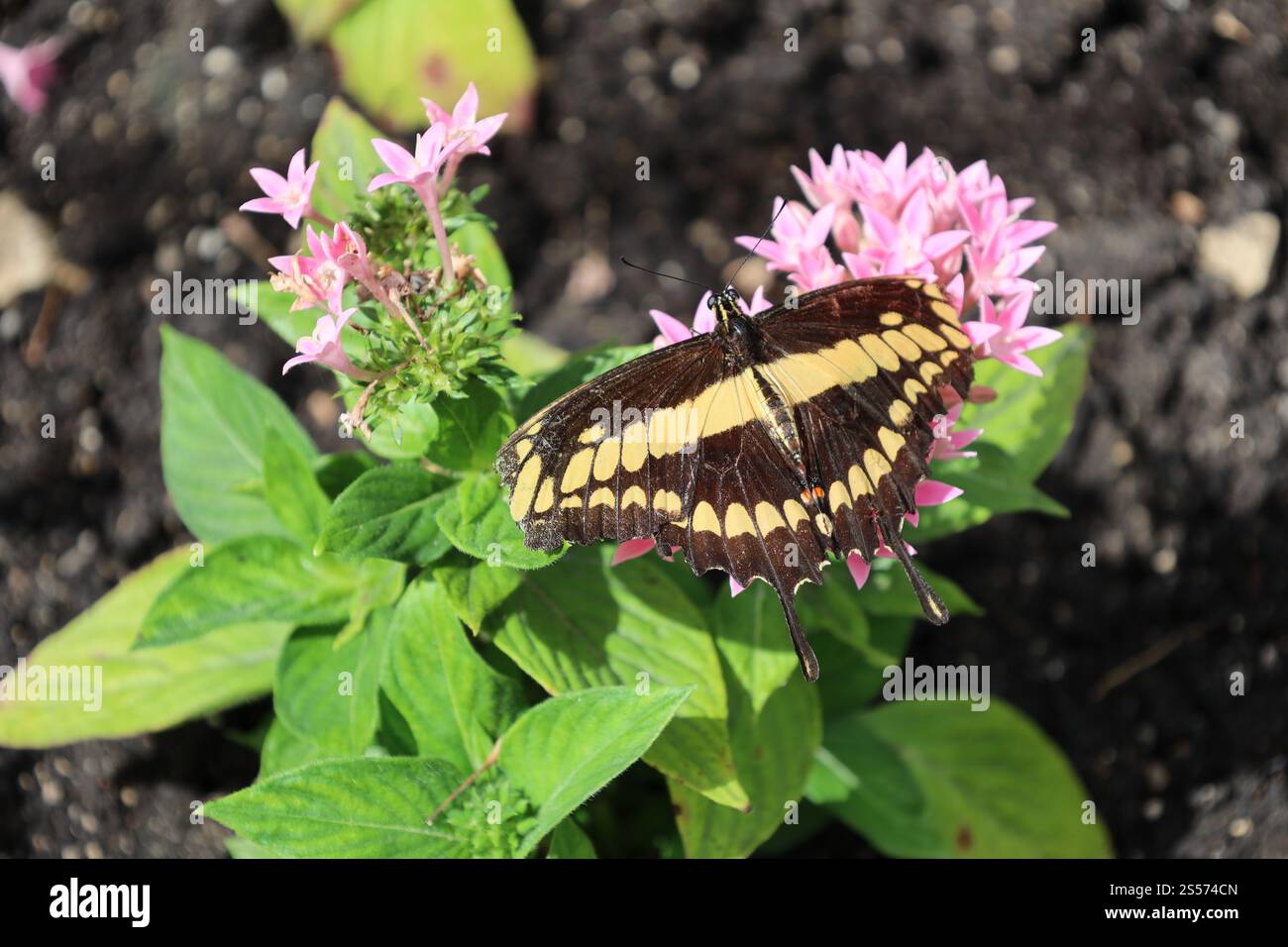 close-up brown and light yellow butterfly on light green leaves Stock ...